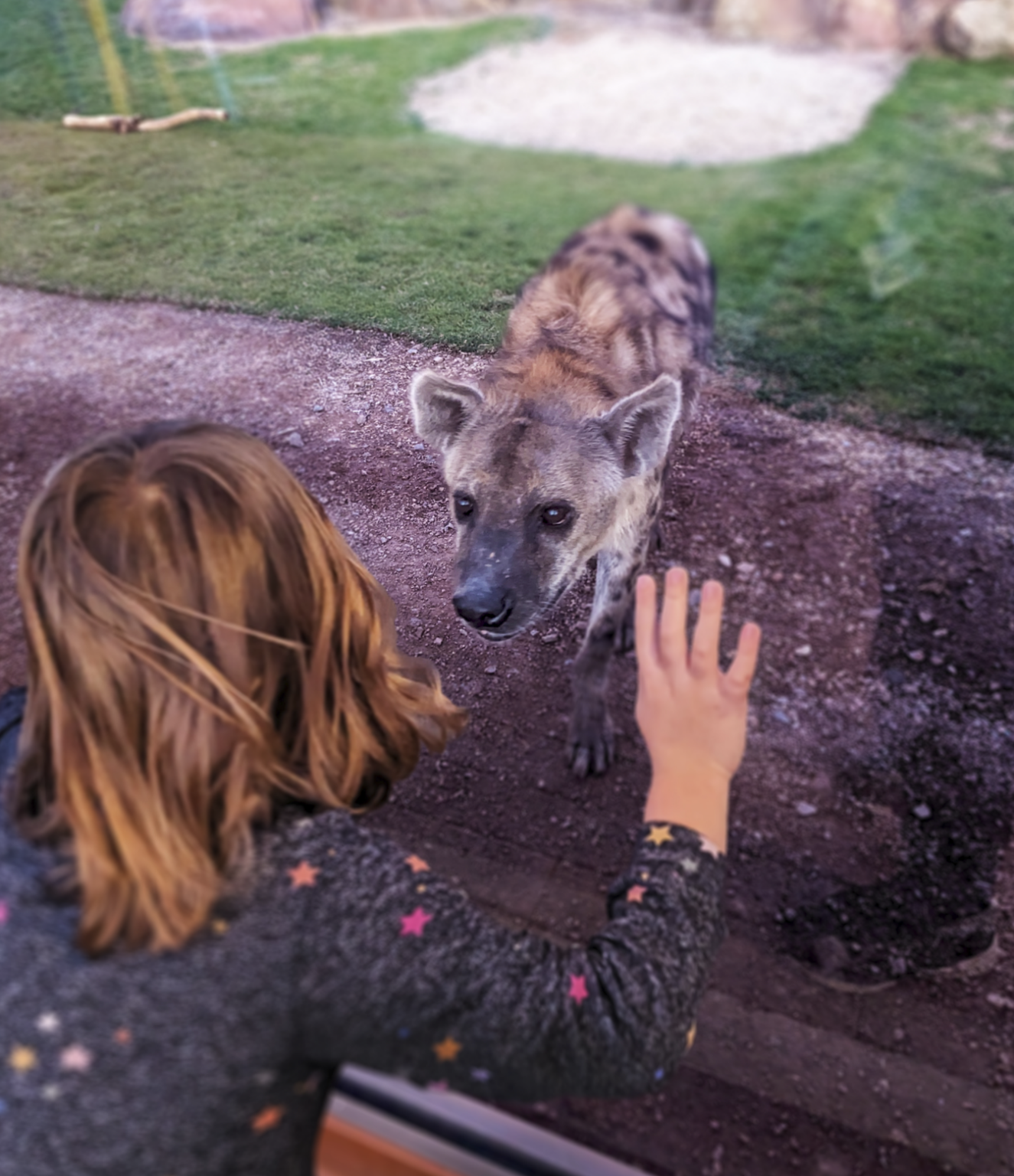 Designing for Safety at Zoos: Protecting Animals, Guests, and Keepers ...